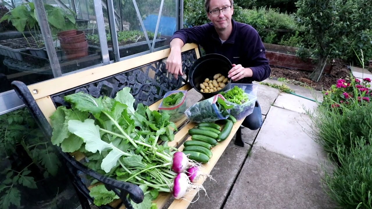 Allotment Days #100 Early Summer Harvests - YouTube