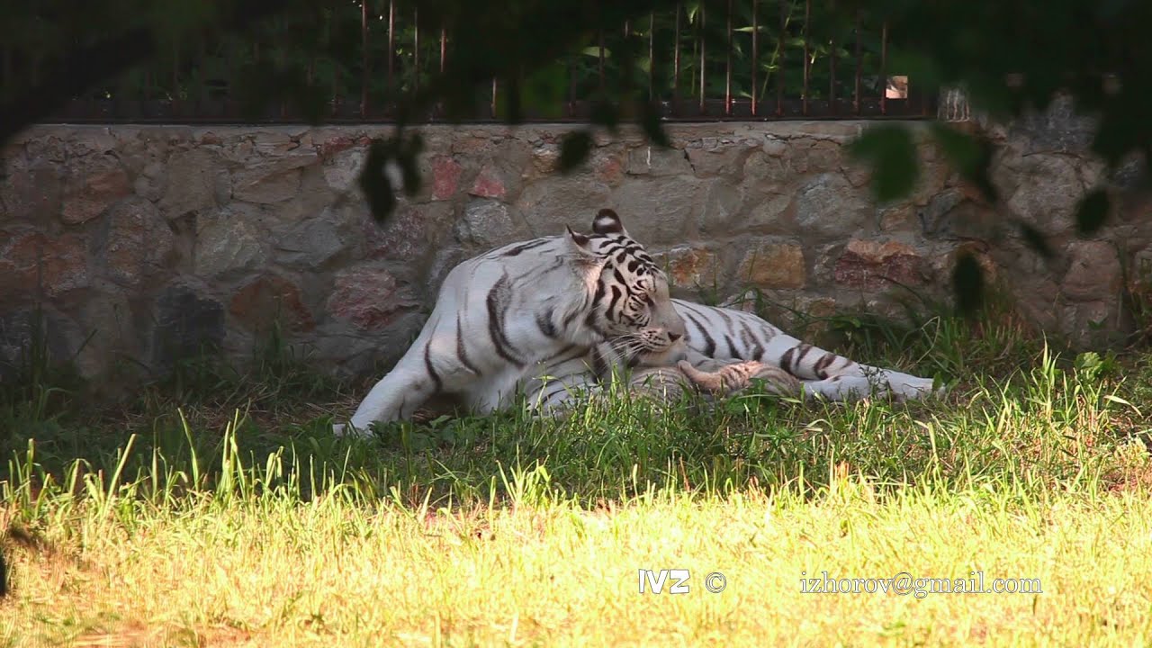 Tigress and her cubs - YouTube