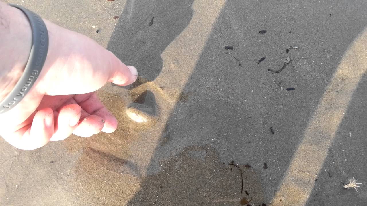 Catching razor clams - YouTube