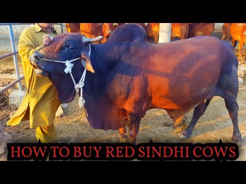 How to Get Red Sindhi Cows from Government Farm| Documentary - YouTube