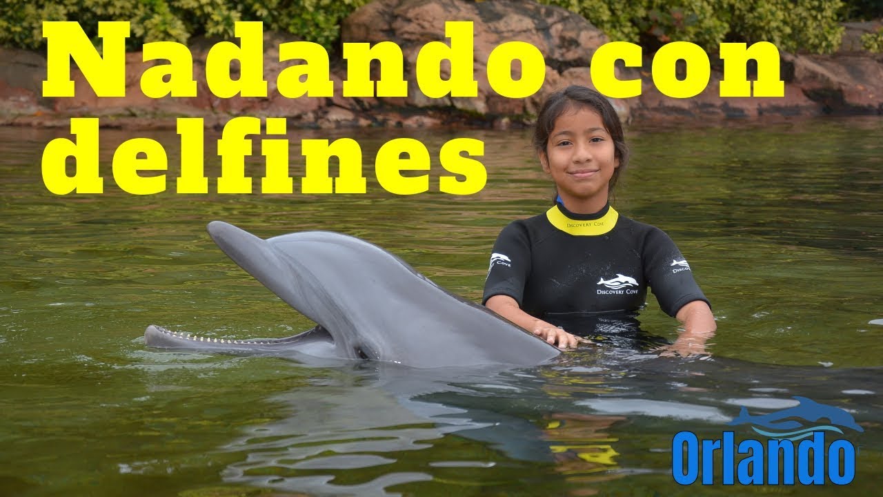 Nadando con delfines en Discovery Cove - YouTube
