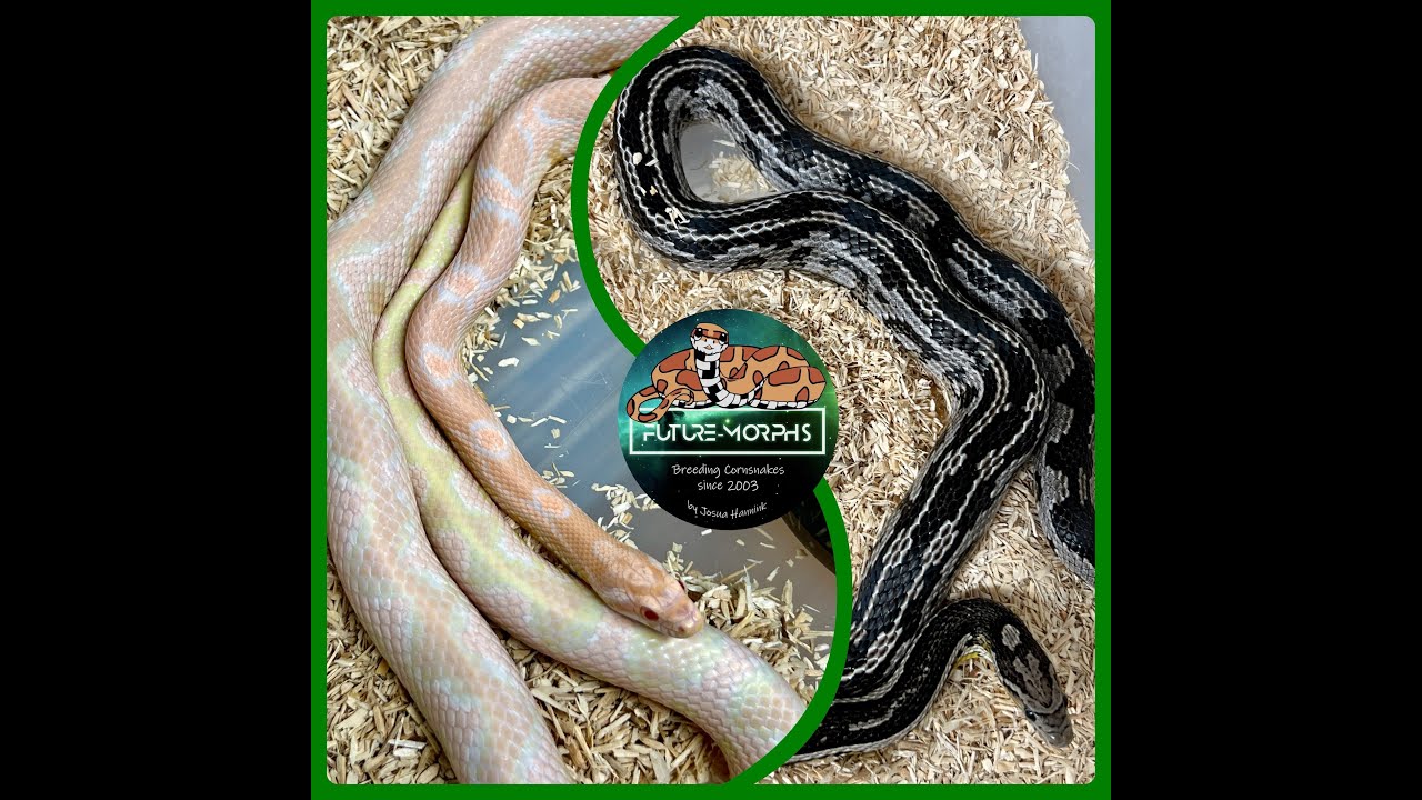 Clutch 80: T-Shirts, Adults and Aztecs | Future-Morphs - YouTube