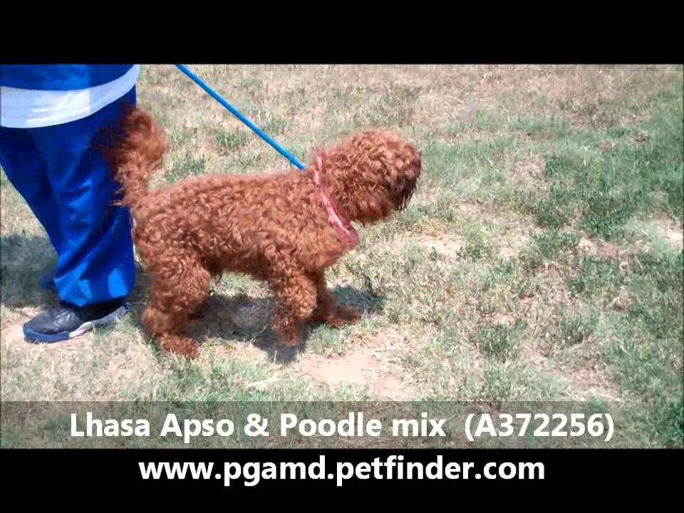 RESCUED!!!!! GORGEOUS 8 MO OLD MALE LHASA APSO AND POODLE MIX (A372256 ...