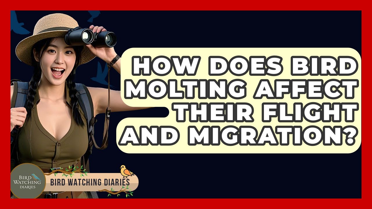 How Does Bird Molting Affect Their Flight And Migration? - Bird ...