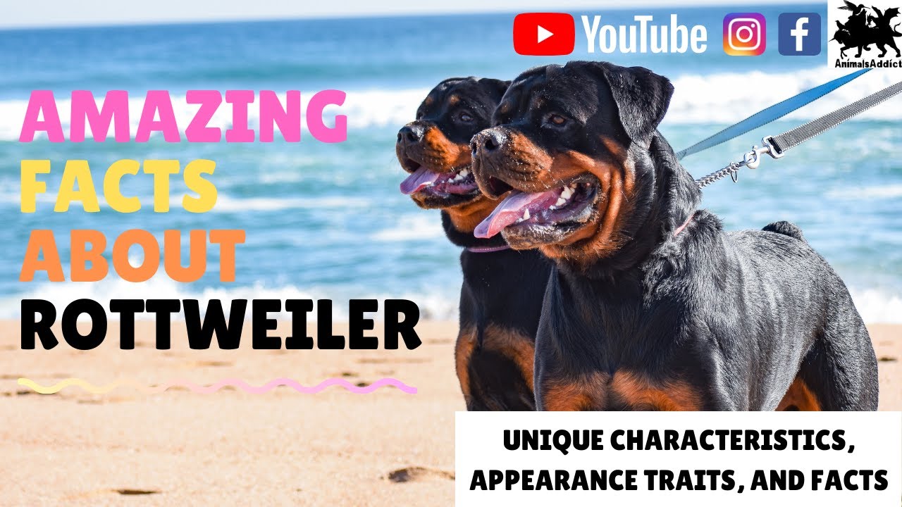 Amazing Facts About Rottweiler | Interesting Rottweiler Facts, Traits ...