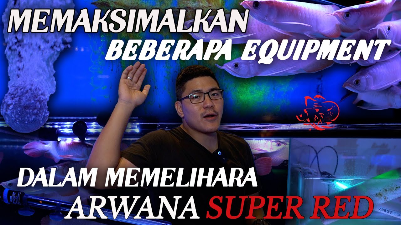 CARA MEMAKSIMALKAN POTENSI EQUIPMENT DALAM MEMELIHARA ARWANA SUPER RED! - YouTube
