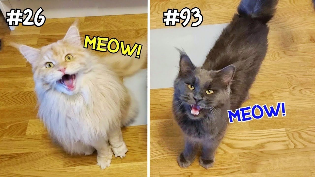 Maine Coon Cats Meowing 100 Times! - YouTube