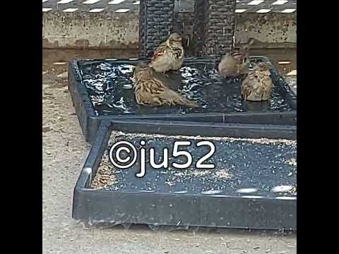 Sperlinge vor der Kamera ( Sperling ) - Tiere vor der Kamera (privat Video)