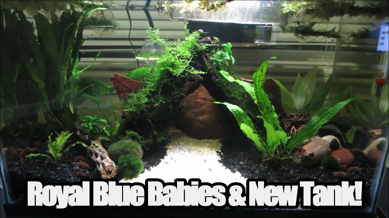 Just a Small Update: Royal Blue Babies & New Bloody Marys! - YouTube