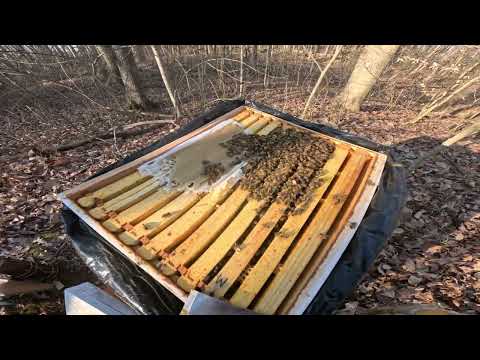 Grumpy Bees after a long winter - YouTube