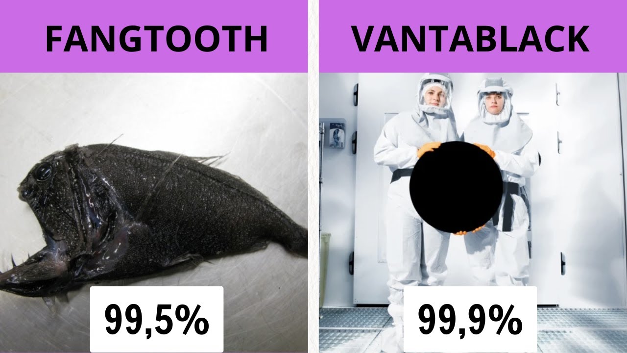Vantablack Fish | The Darkest fish on Earth - In 30 Seconds | Zootub3 ...