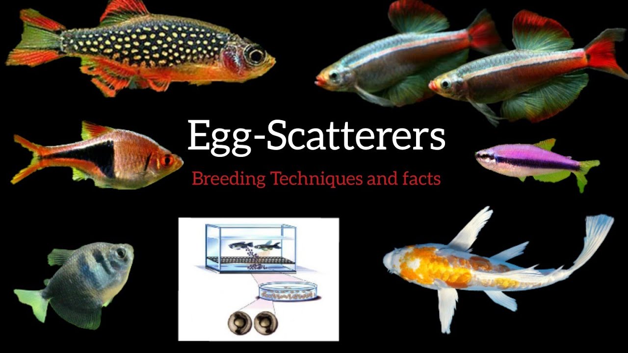 Egg-Scaterrers Breeding Techniques and Facts-EshwarGandhi-E.G.Aquatics ...