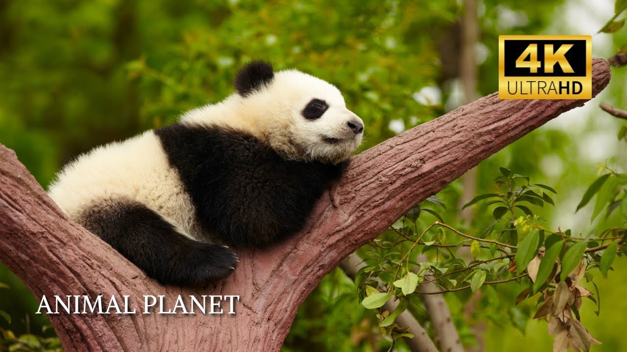 Unveil the Beauty of Animals in 4K UHD #animalvideo #wildadventure # ...