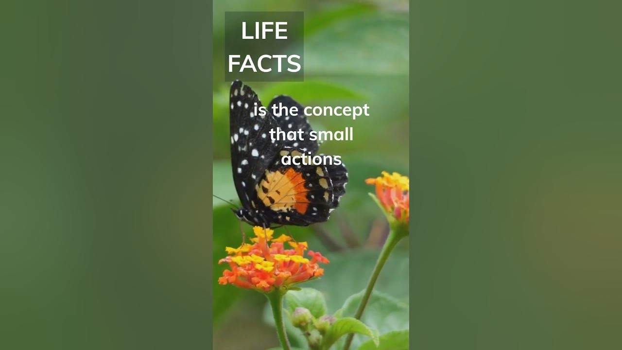 #127 Small Actions, Big Consequences: The Science of the Butterfly Effect - YouTube