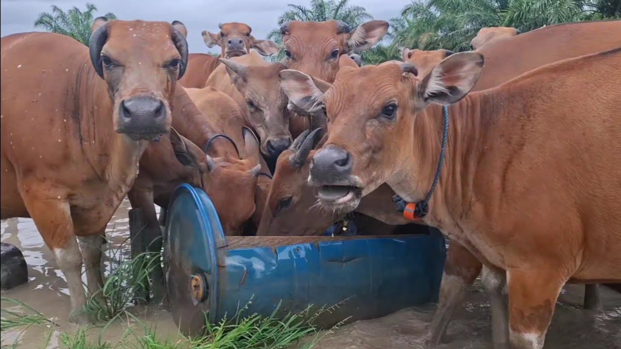 the sound of a real cow drinking water in the middle of a flood - YouTube