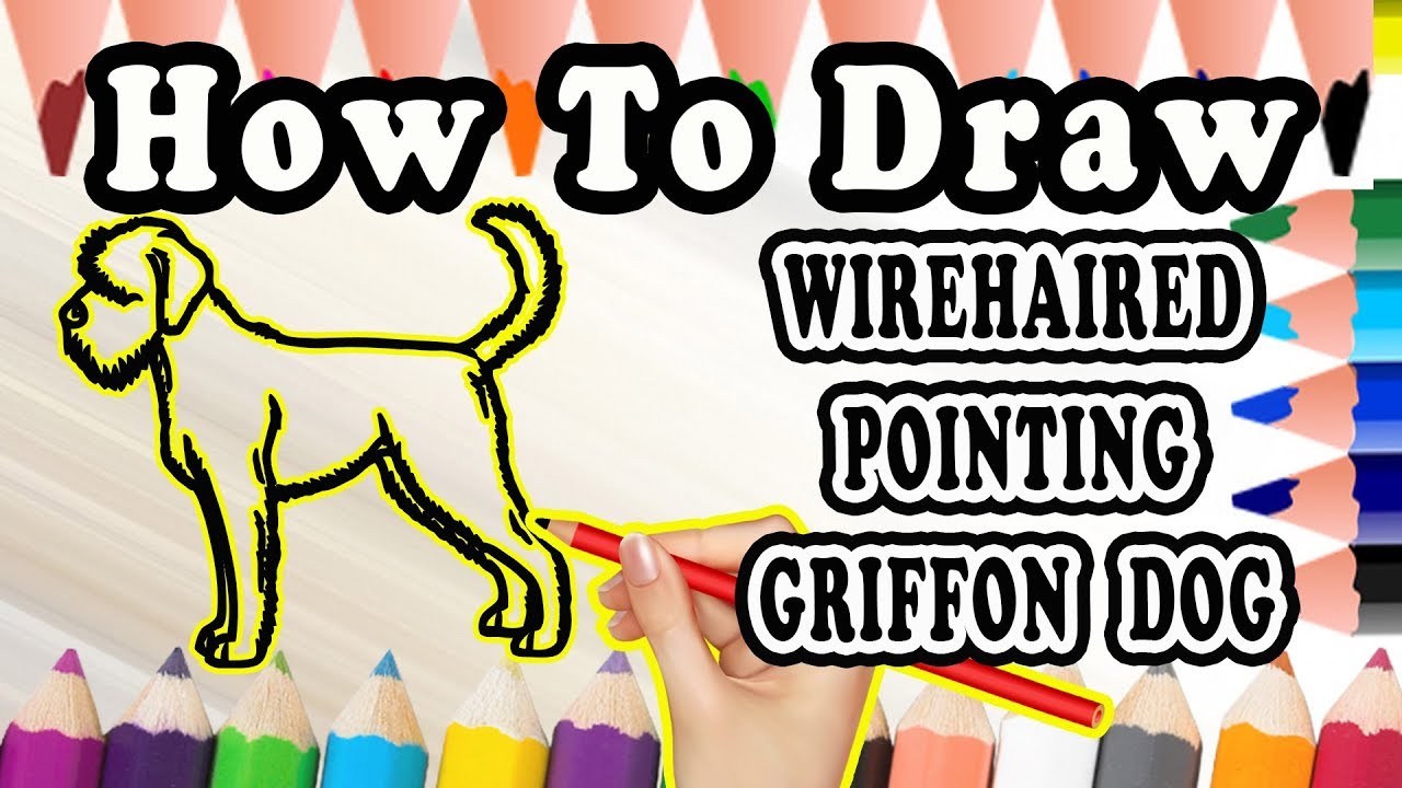 How To Draw A Wirehaired Pointing Griffon DOG | Draw Easy For Kids ...