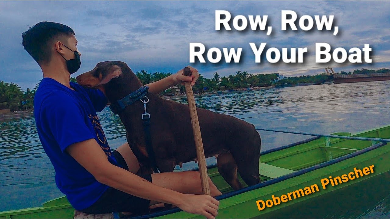 Boat Paddling with Doberman Pinscher Dog | Rowing | Boating - YouTube