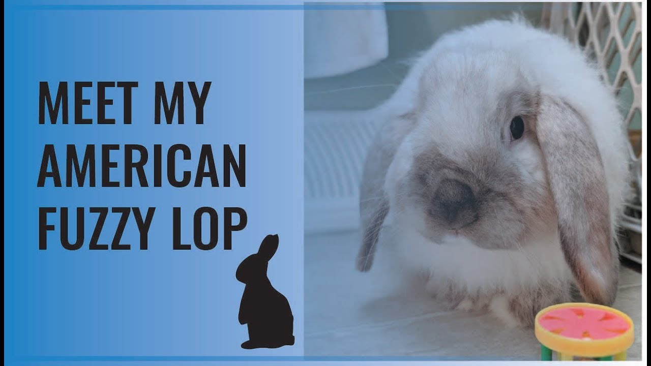 Meet My Bunny! | American Fuzzy Lop - YouTube