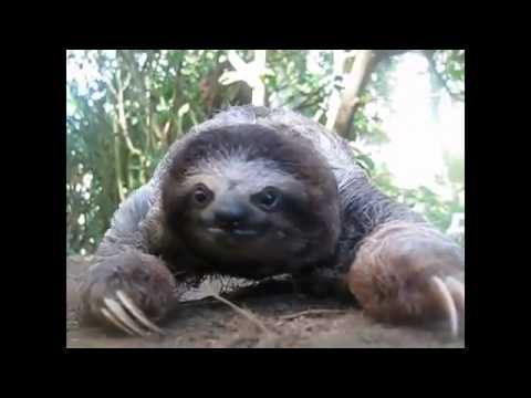 Furious Sloth chases down camera man! - YouTube