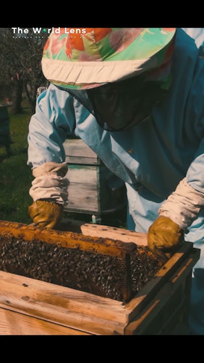 Threats to Bees: A Cry for Help from Nature #documentary #bee # ...