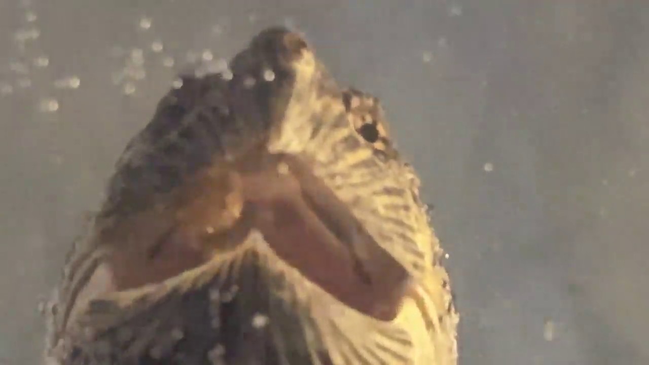 Jaws the SNAPPING Turtle SHOWS OFF HIS JAWS! and BEAK!! - YouTube