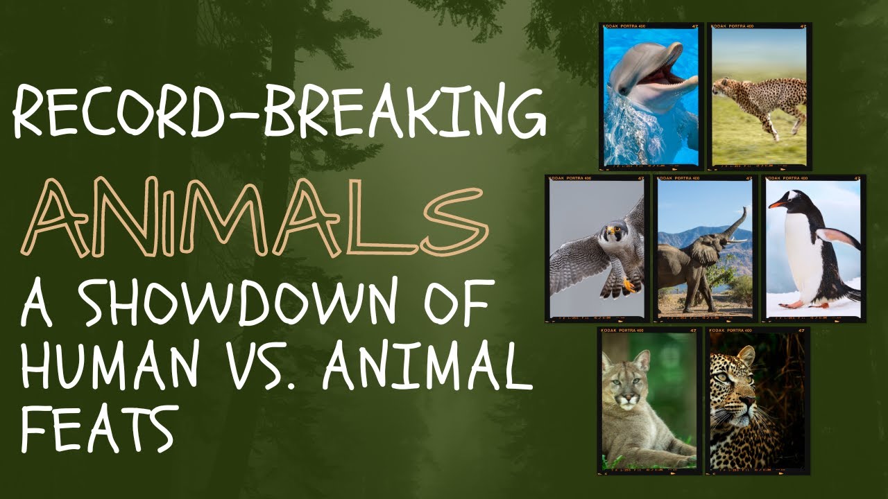 Record-Breaking Animals: A Showdown of Human vs. Animal Feats - YouTube
