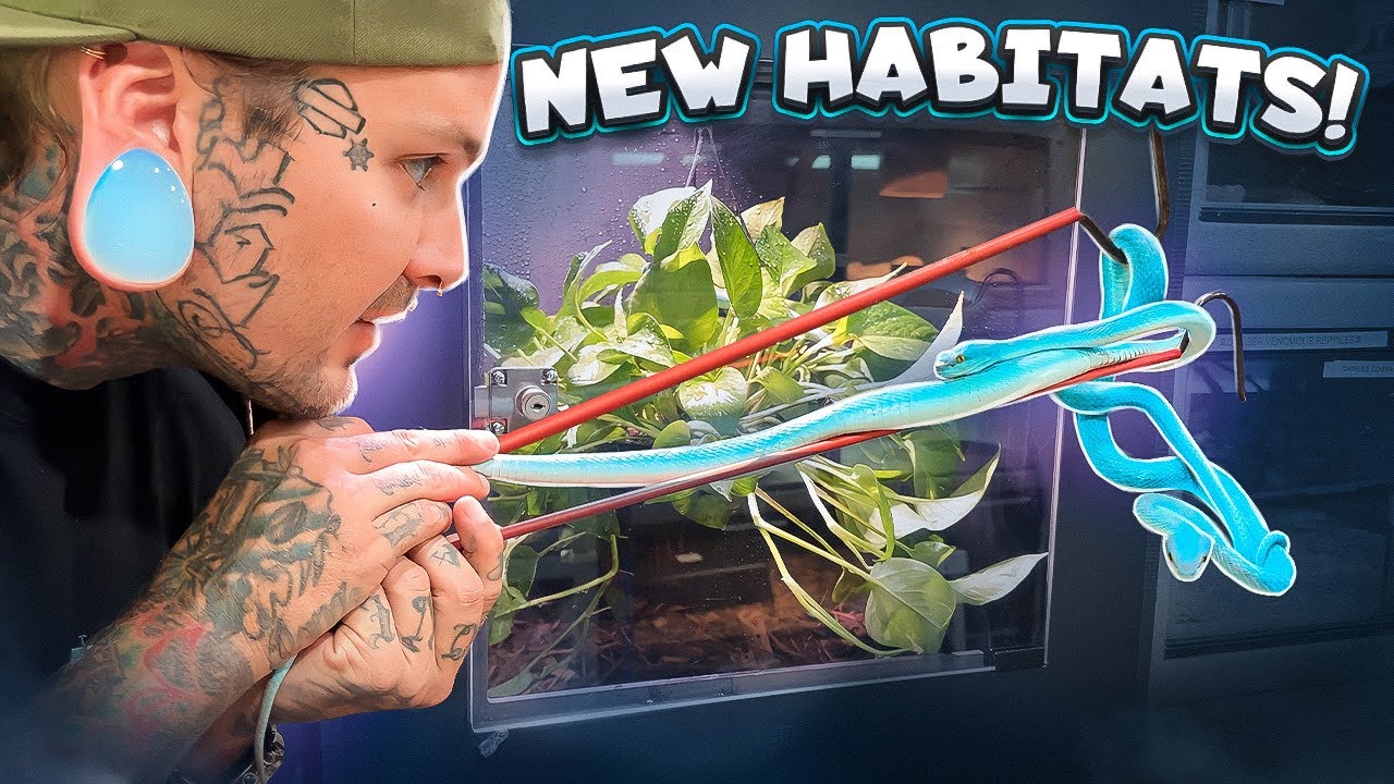 BRIGHT BLUE VIPERS get NEW Habitat Setups! - YouTube