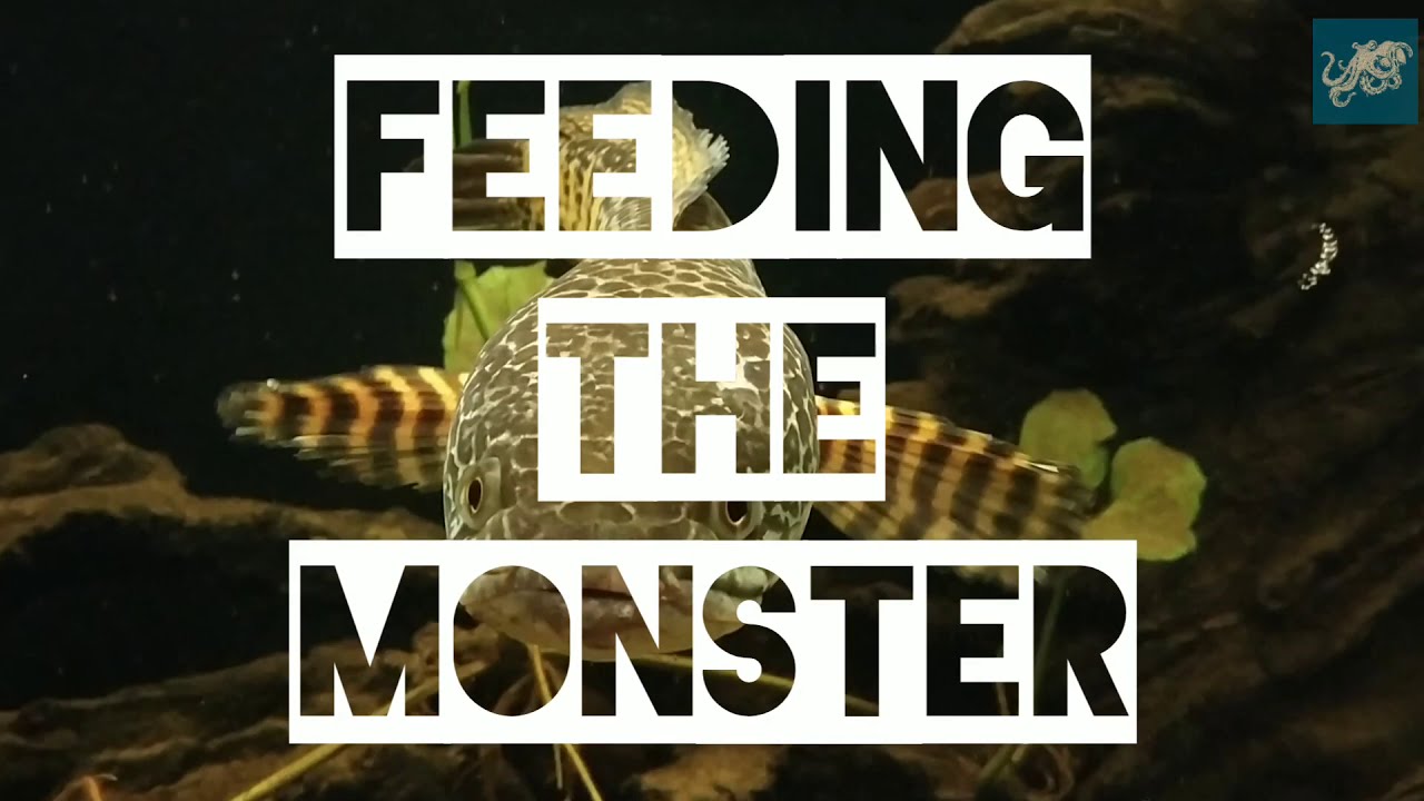 Snakehead Feeding Slow Motion | Channa aurantimaculata AKA Gold Cobra ...