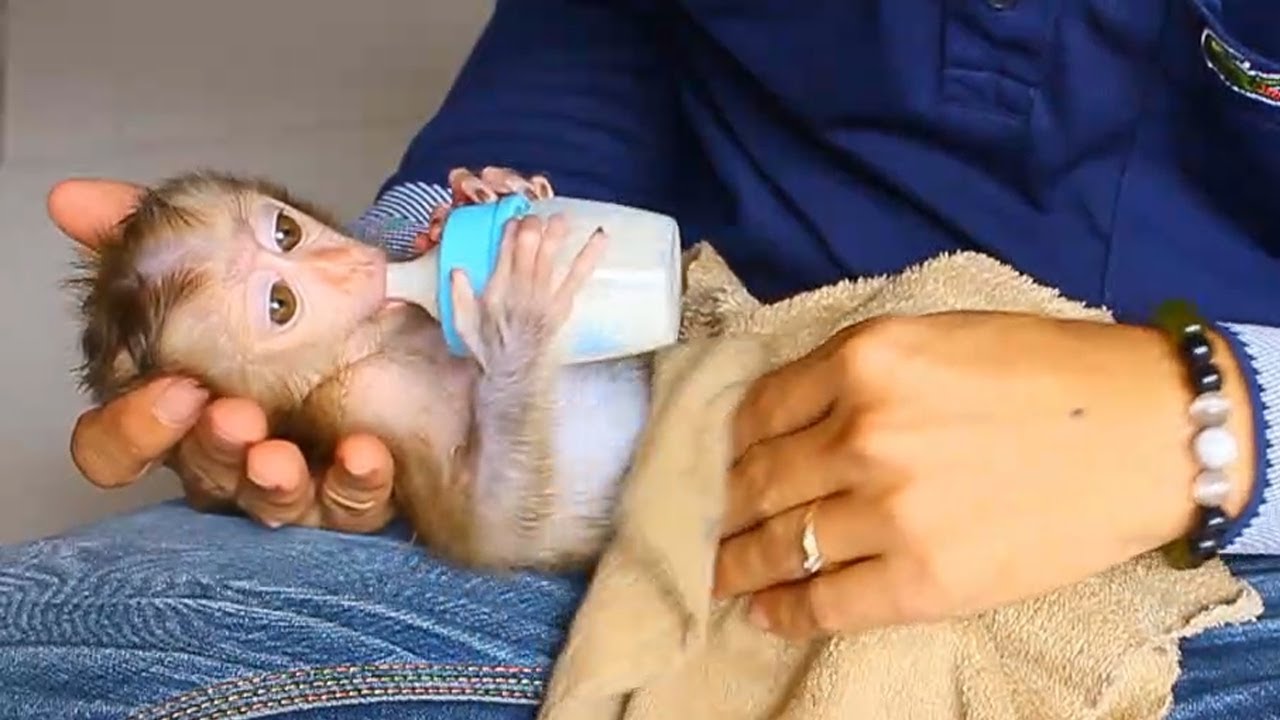Beautiful day with a lovely baby monkey, Daddy Take Care | Smart Monkey ...