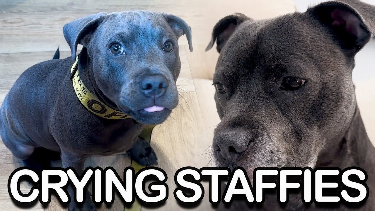 Sniffles to Snacks: 2 English Staffies' Emotional Rollercoaster! - YouTube