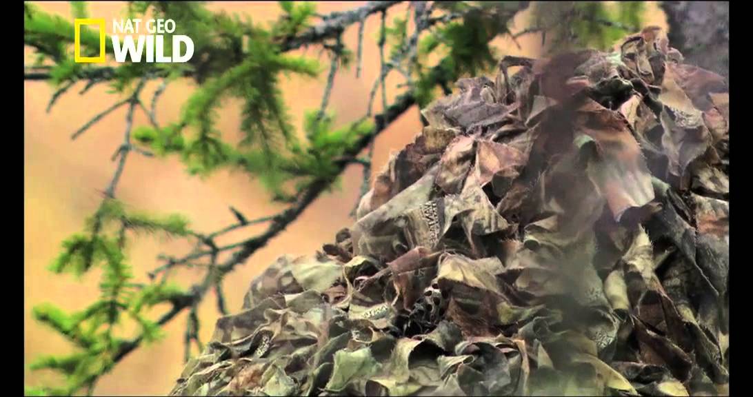 Nordic Wild | National Geographic Wild UK - YouTube