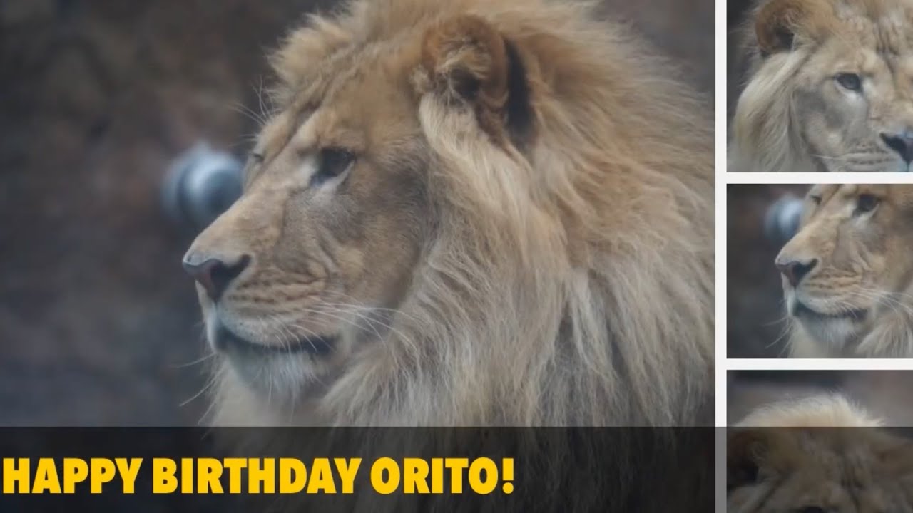 Happy Birthday Orito! ハッピーバースデー オリト! - YouTube
