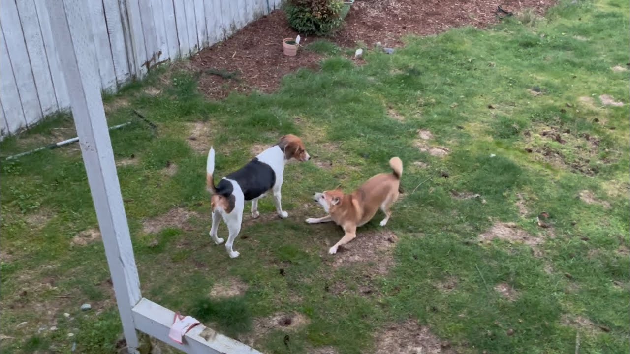 Cute Beagle and Shiba Inu barking and playing in the backyard - YouTube