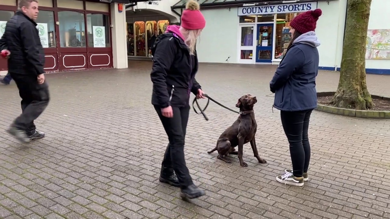 Passive Scanning Drug Detection Dog Training. - YouTube