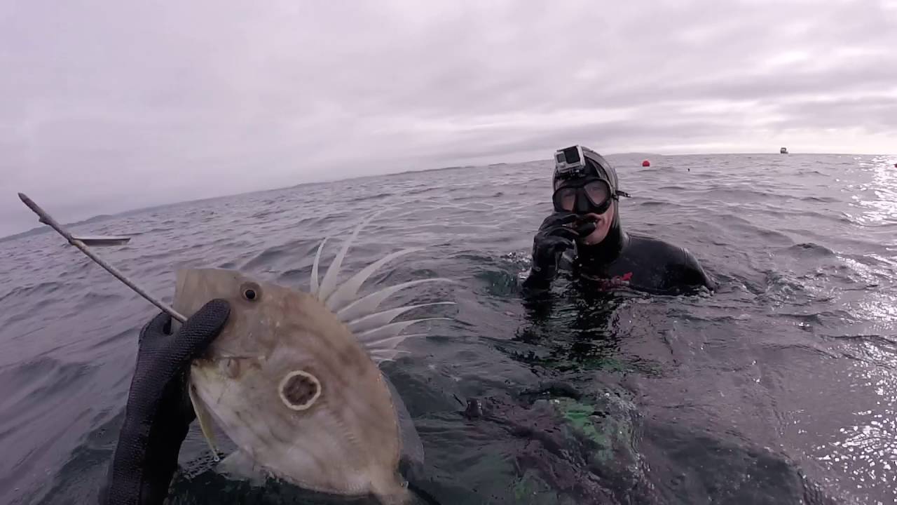 Prime Spearfishing | Spearfishing New Zealand John Dory - YouTube