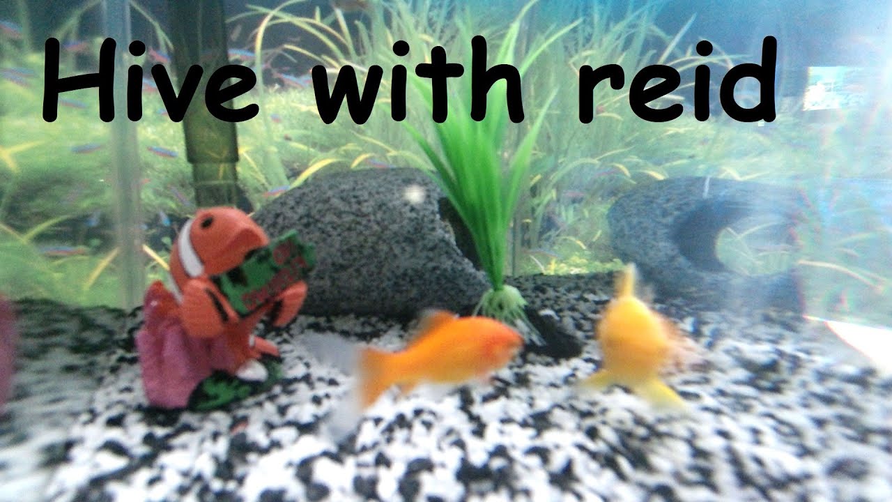 Hive Bedrock - With FISH! - YouTube