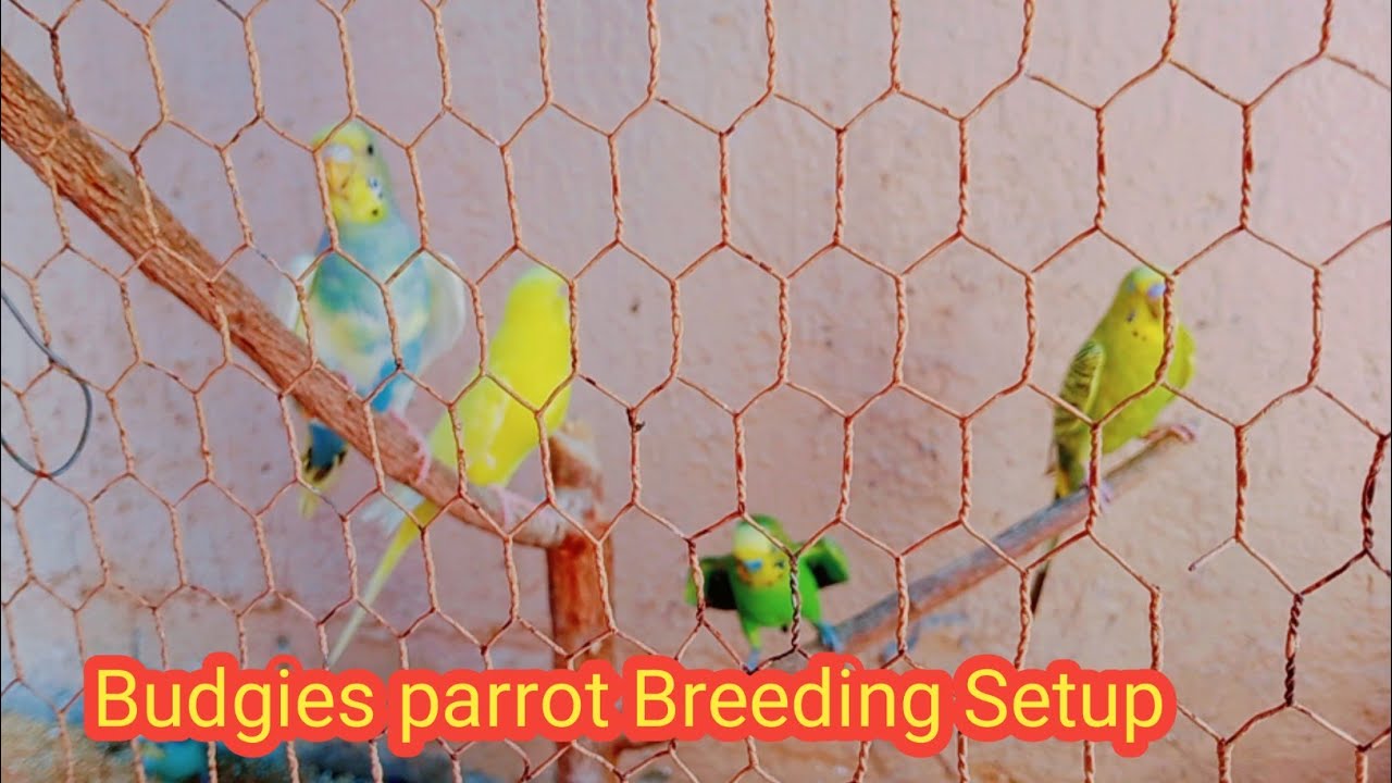 Budgies Breeding Setup||Budgies Vlog||Parrot||Cocktails Breeding Setup ...