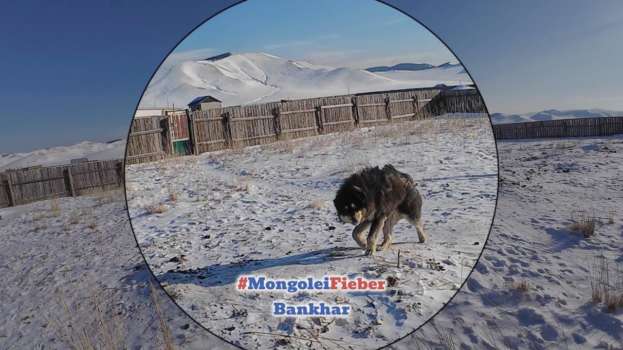 Mongolei Mongol Bankhar #mongolei #bankhar #mongolia #ulaanbaatar #hund ...