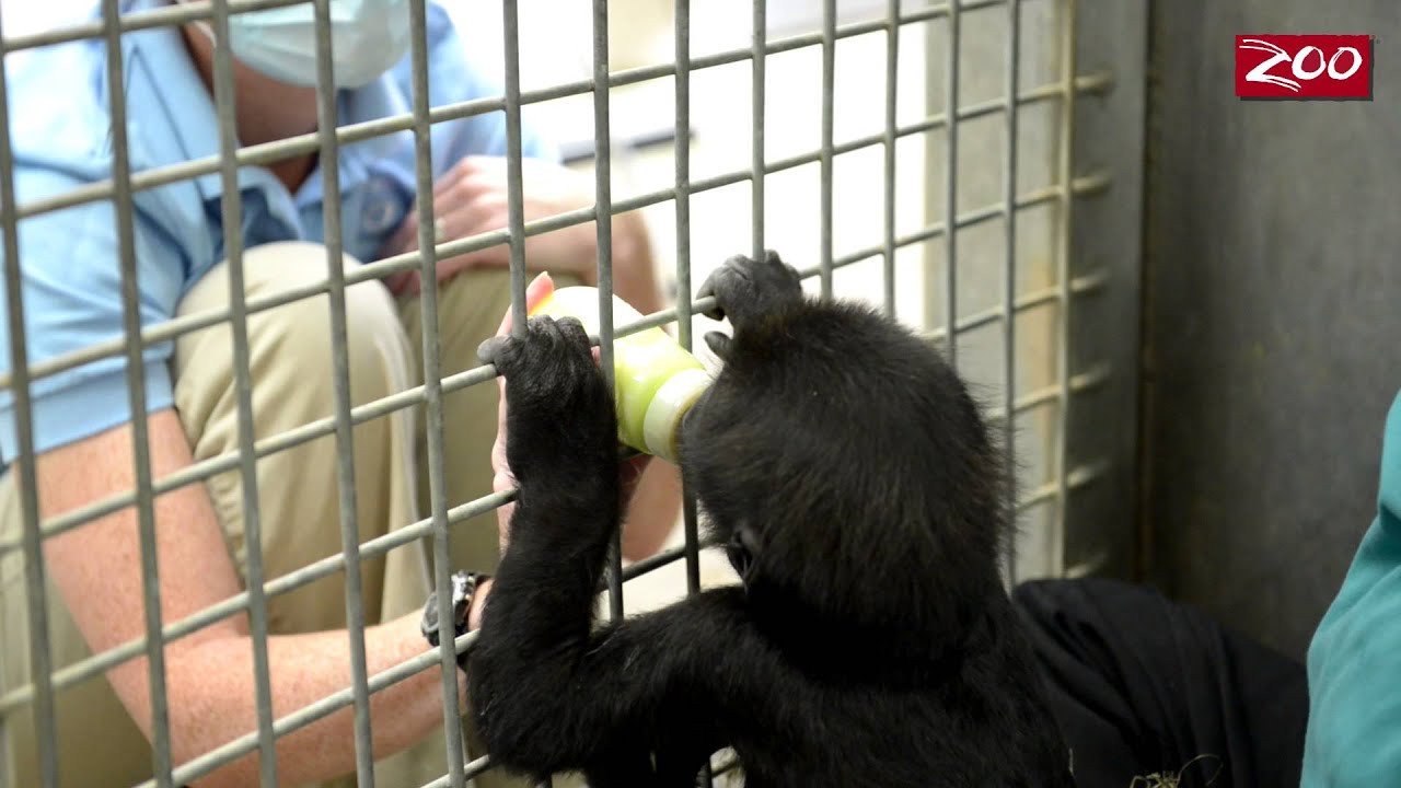 Kamoli Cuteness - YouTube