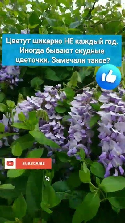 Забыла как называются эти цветы но они украшают дворы и улицы на юге