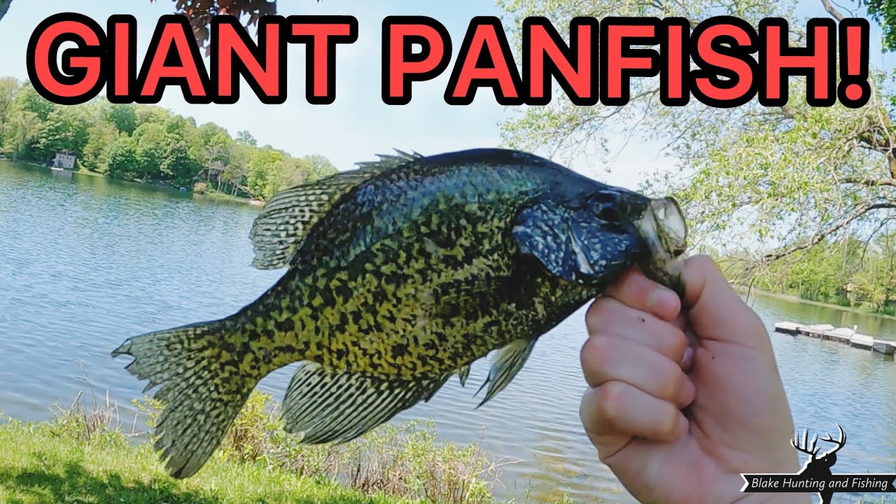 Catching Giant Panfish: Epic Offshore Fishing Adventure! - YouTube