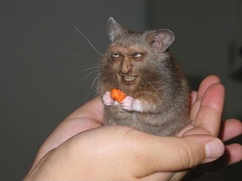 Snipe de Rataban y Royal a Anthony + partida vs Pompeyo - YouTube