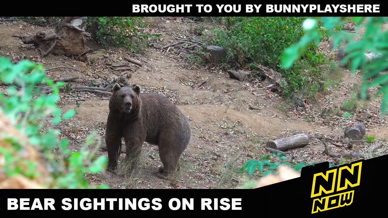 Rangers Warn Bear Sightings On Rise | Travel Safety Tips For Bear ...