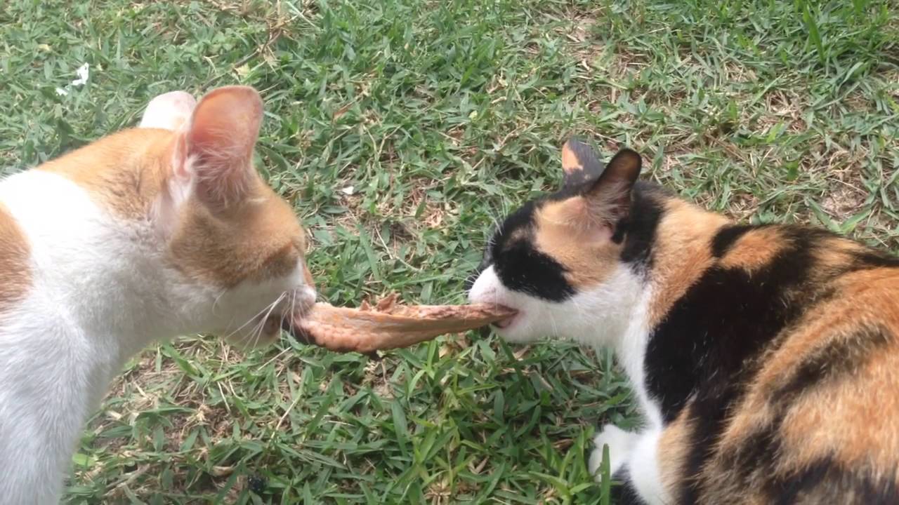 Cat food fight. - YouTube