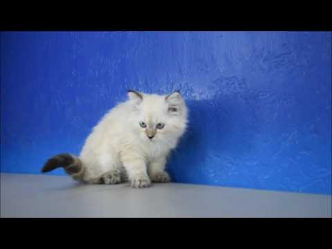 Faith - Seal Point Lynx Female Ragamuffin Kitten from RagdollKittens ...