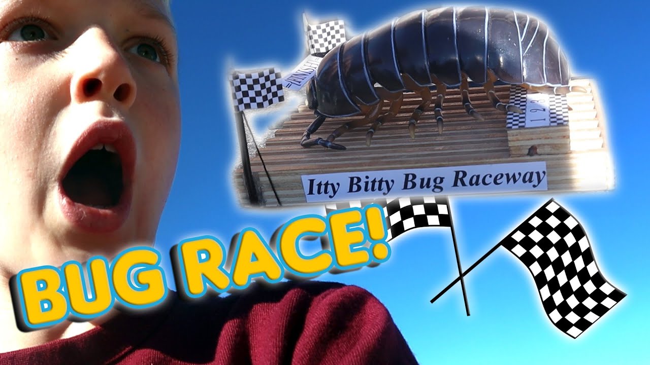 Itty Bitty Bug Raceway - YouTube