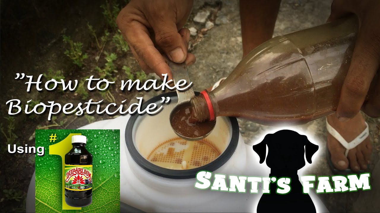 How to make Biopesticide - YouTube