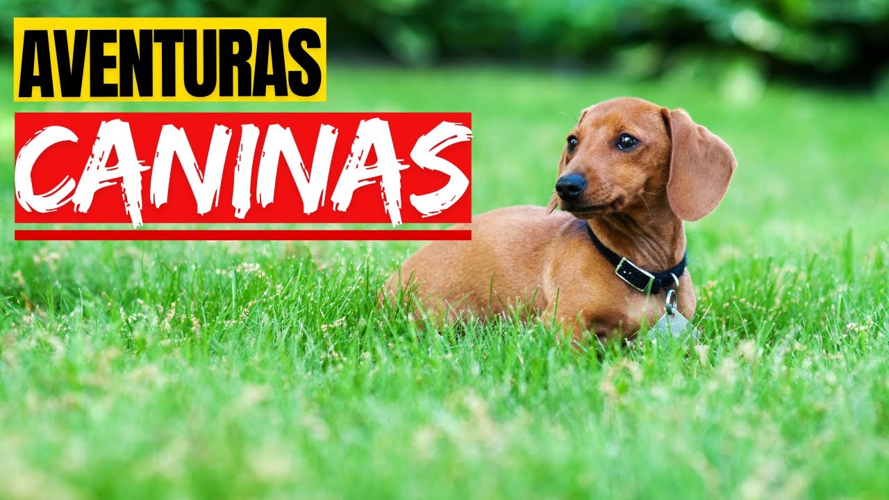 FOFURA EM FOCO | UM DIA CHEIO DE DIVERSÃO | | Animals | Dog - YouTube