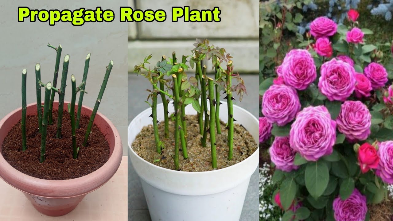 How to grow rose plant at home | propagate rose plant from cutting ...