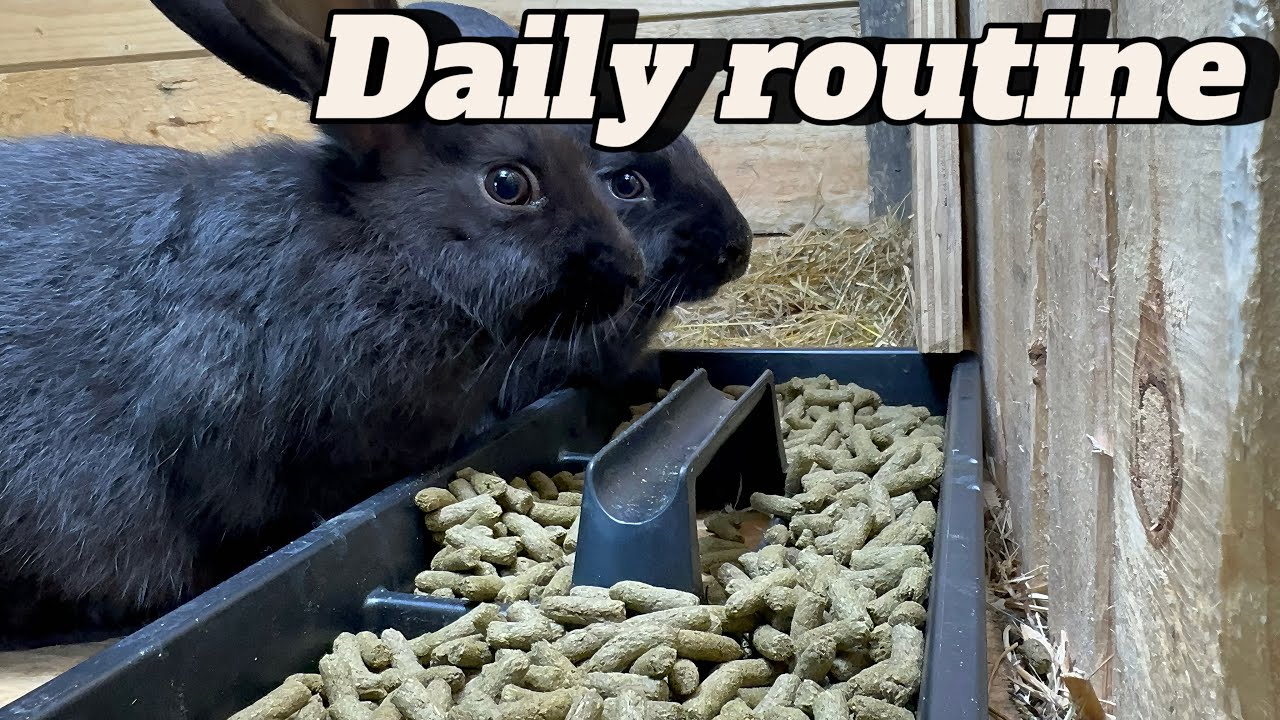 Living with Bunnies: Day 5. Daily routine 😻🐇 #rabbit #bunny #pets #cute ...